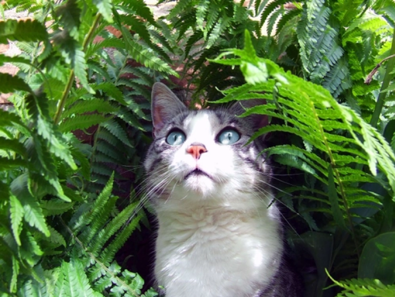 Veterinarian in Waverly, TN | East Brook Animal Clinic